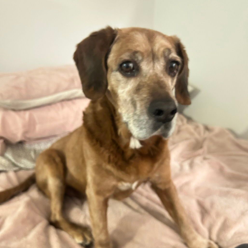 This Calm and Cuddly Senior Pup Is Ready to Steal Your Heart—Meet Blake ...