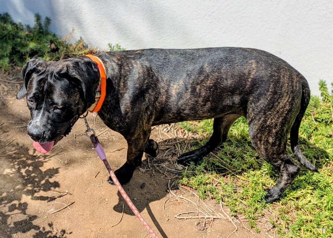 Pumpkin Haze the Cane Corso Mix, Stray Beauty with Golden Eyes — Will ...
