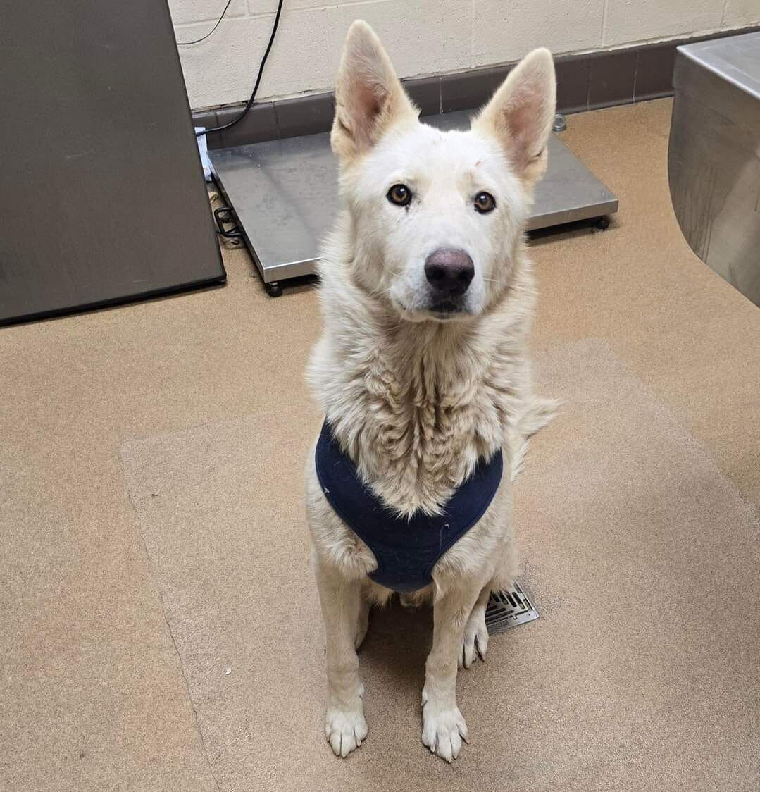 Urgent Plea to Save Beautiful White Shepherd Ziggy who is Waiting For ...