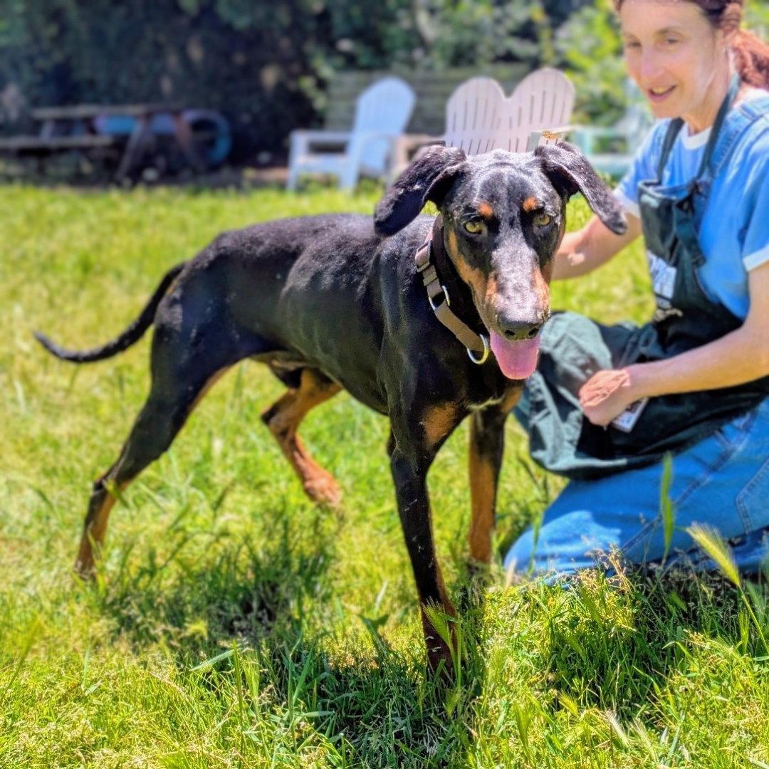 Lennox, Doberman Mix, Shy at First to Sweet Forever. He's Ready to ...