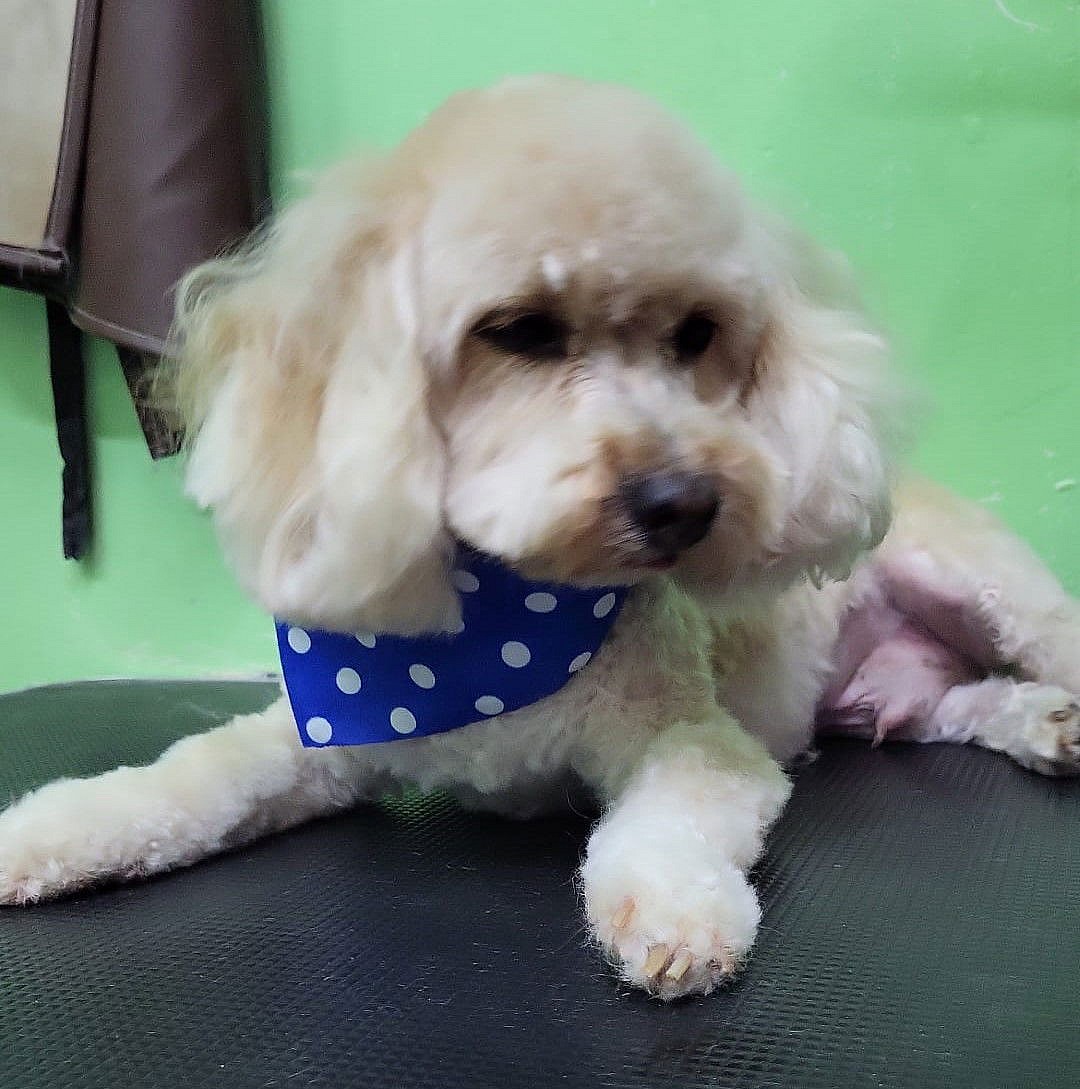 Benny, A Gentle, Thoughtful Companion Maltipoo Ready to Bring Joy to ...