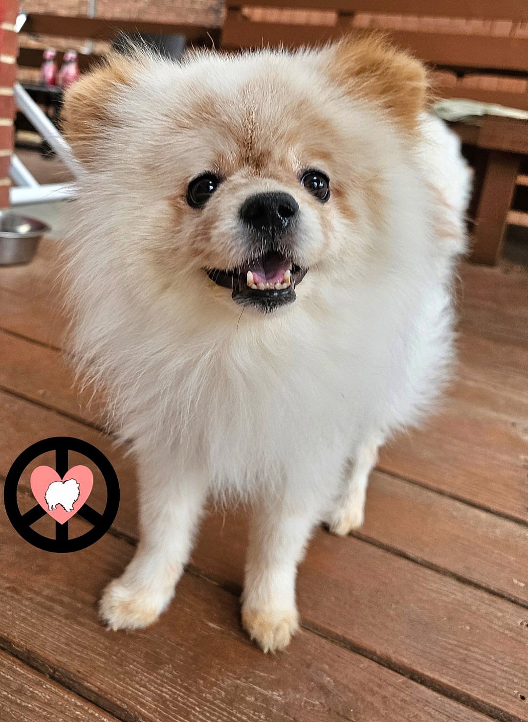This 6-Year-Old Pomeranian Defies the Odds With Every Step—Wilbur Is ...