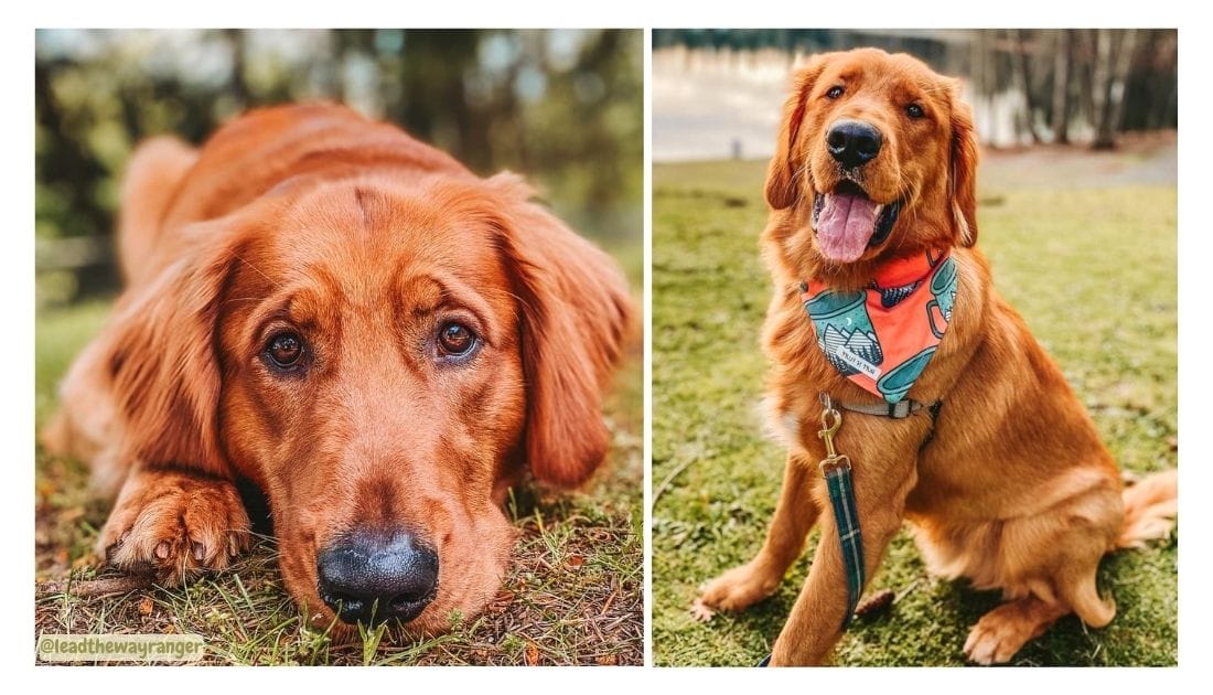 Golden Retrievers With an Unexpected Twist: They're RED! - Rocky Kanaka