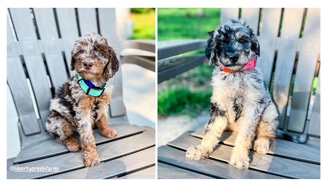 grey phantom goldendoodle