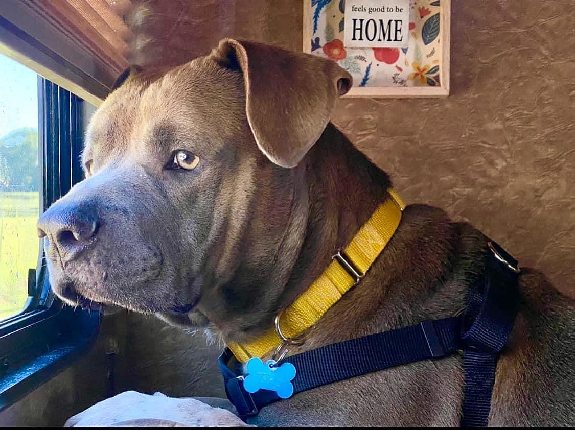 Urgent Plea To Adopt Beck Oliver, a PERFECT Dog - Rocky Kanaka