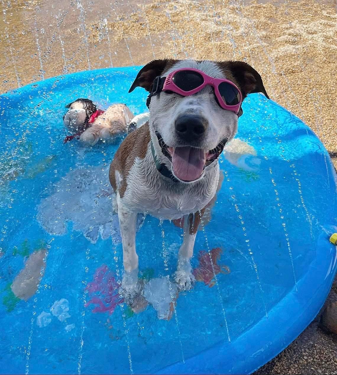 Petey up for Adoption - Rocky Kanaka