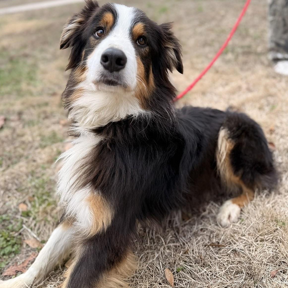 Mateo the 2-Year-Old Bernese Mountain Dog/Aussie Mix Is Pure Sweetness ...
