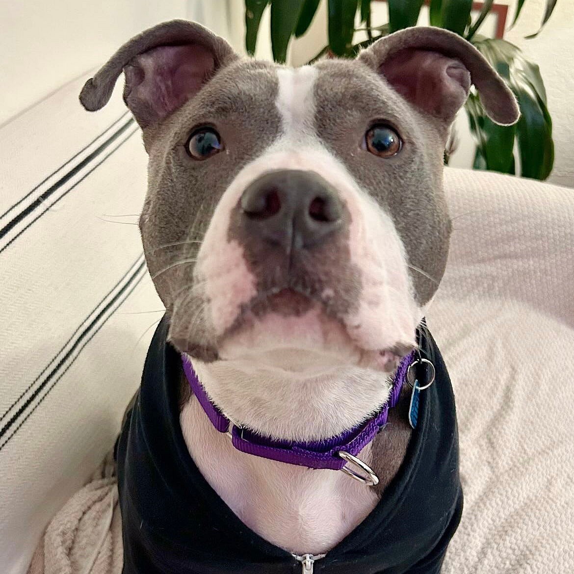 Delilah Deserves Love! 🐾 The Ultimate Cuddle Companion Awaits! - Rocky Kanaka