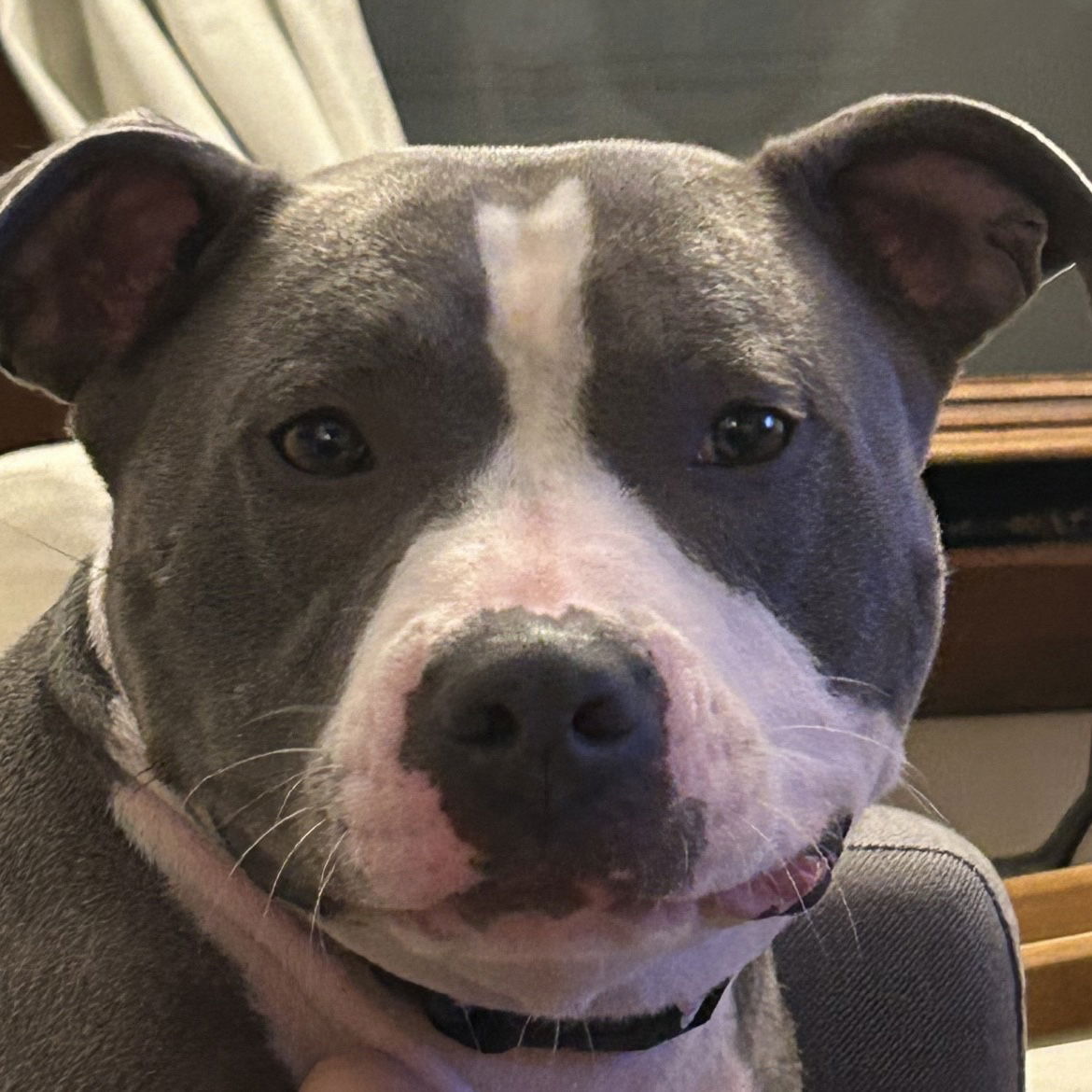 Delilah Deserves Love! 🐾 The Ultimate Cuddle Companion Awaits! - Rocky Kanaka