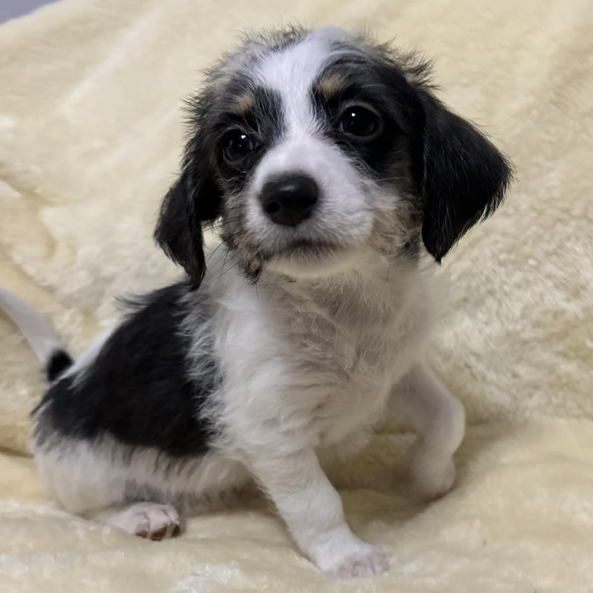 Meet Moofie – The Ultimate Lap Dog Looking for Love! - Rocky Kanaka