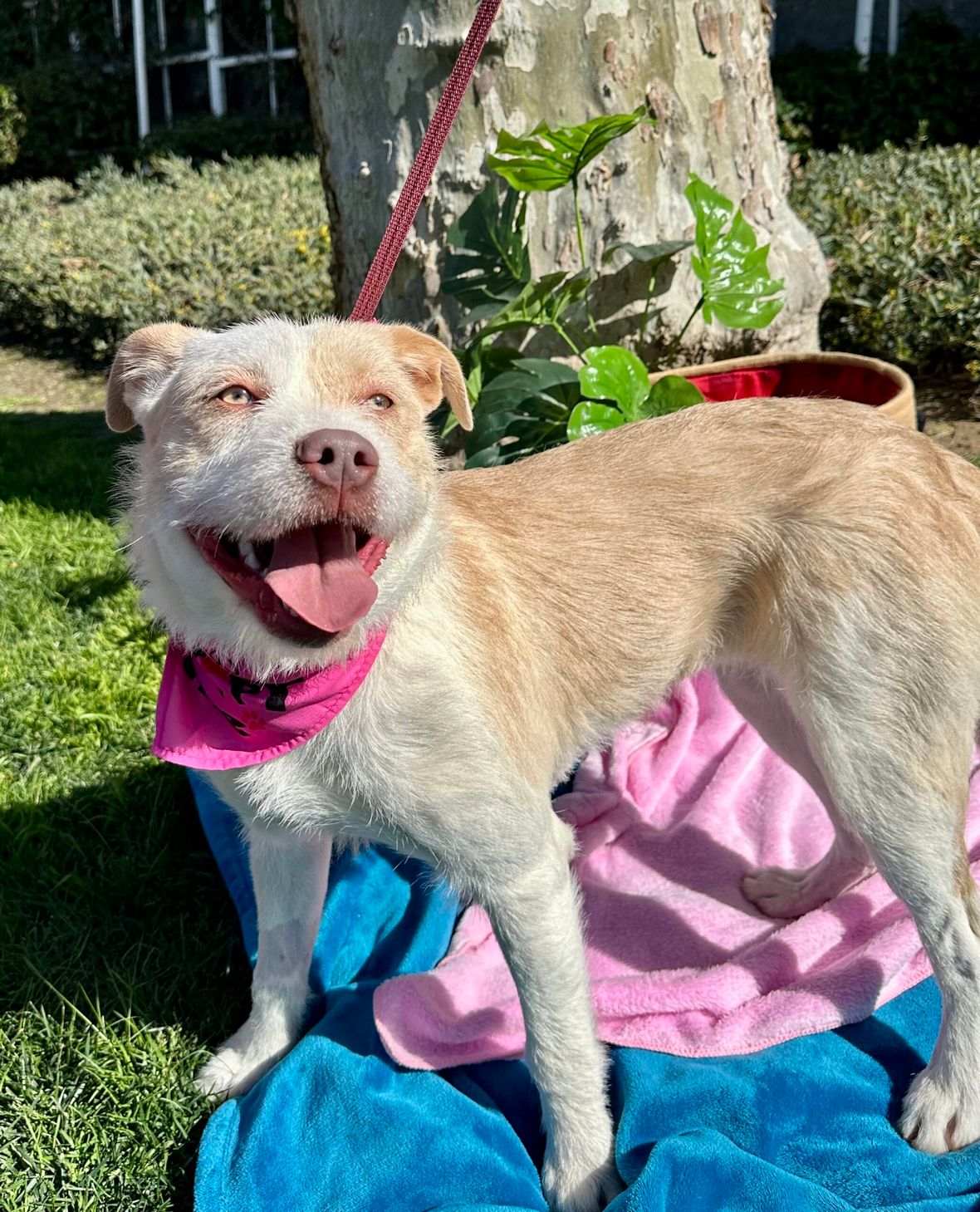 Smiles Will Be Your Daily Dose of Joy—Adopt This Sunshine Pup Today! - Rocky Kanaka