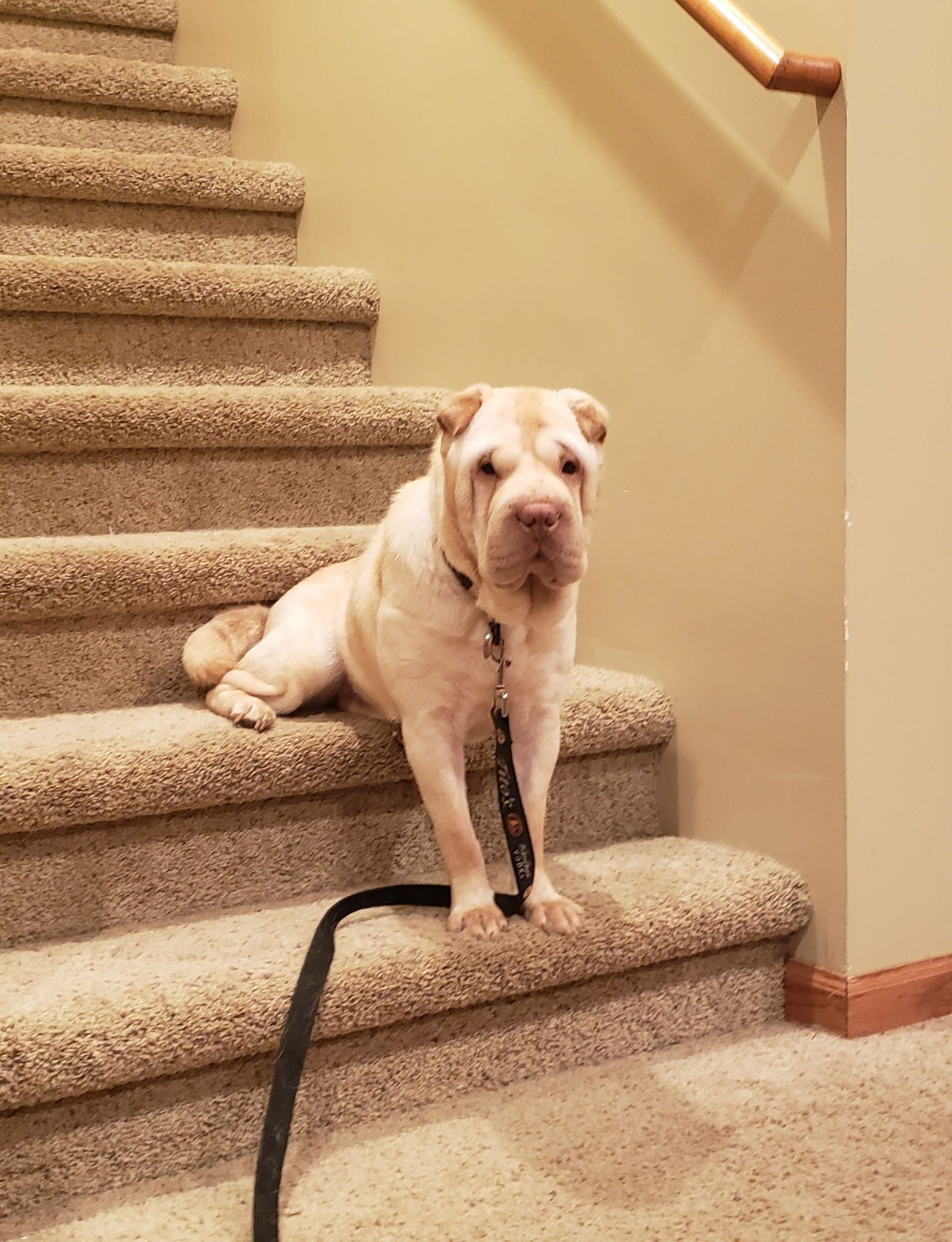 Inka the Shar Pei — Loyal, Low-Key Lovebug with the Silliest Snores ...