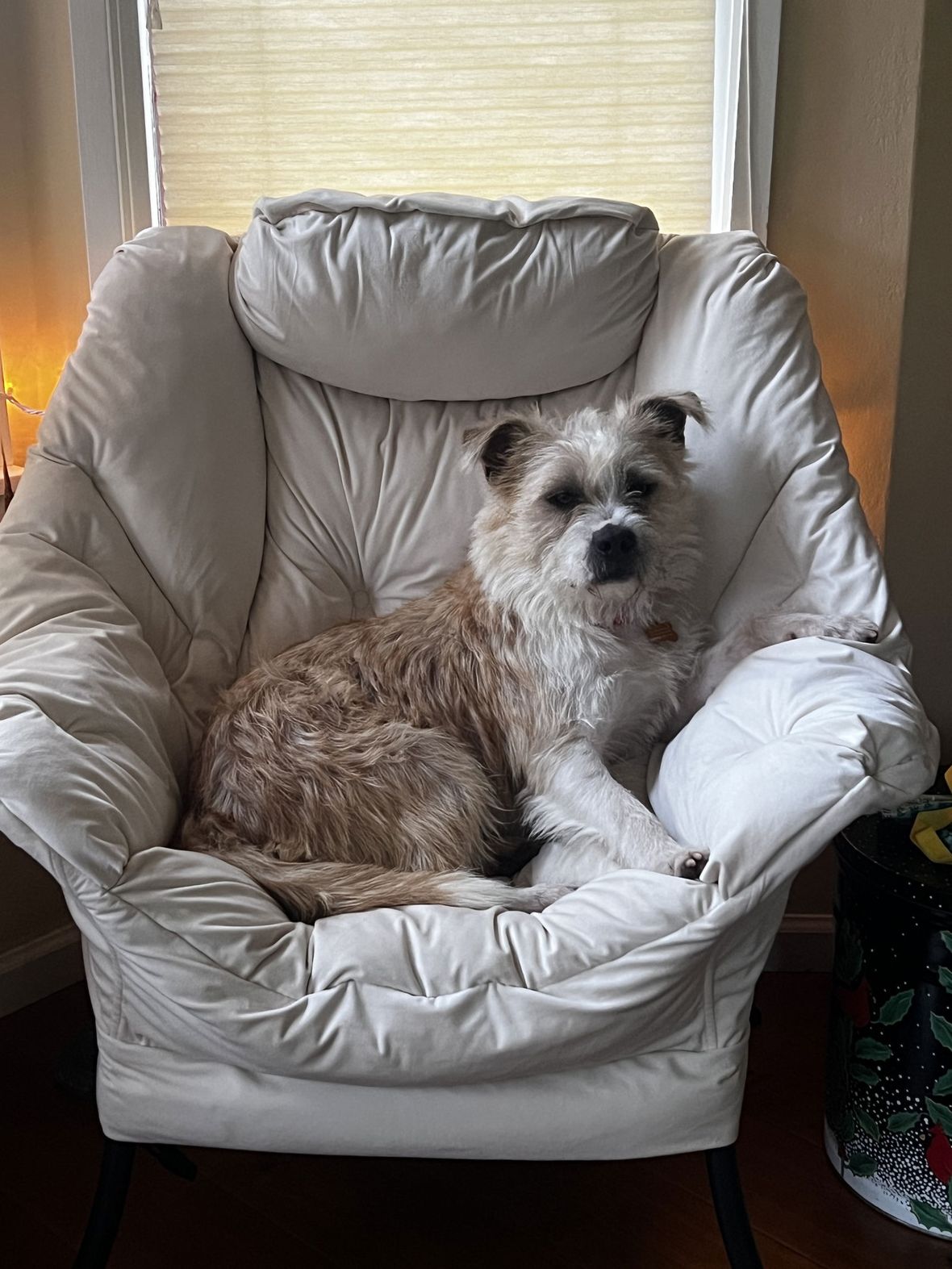 Scruff, a Gentle and Lovable pup, is Ready for a New Forever Home ...