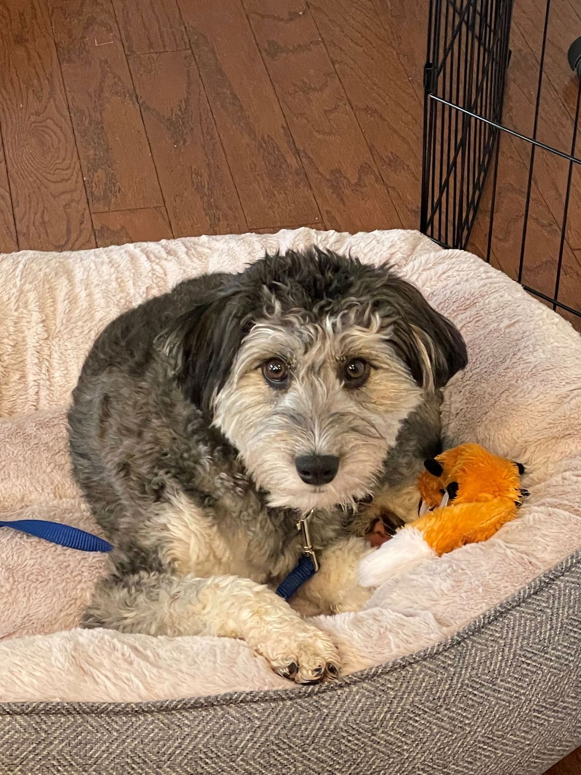 Benji, a handsome Mini Aussiedoodle, is up for Adoption - Rocky Kanaka