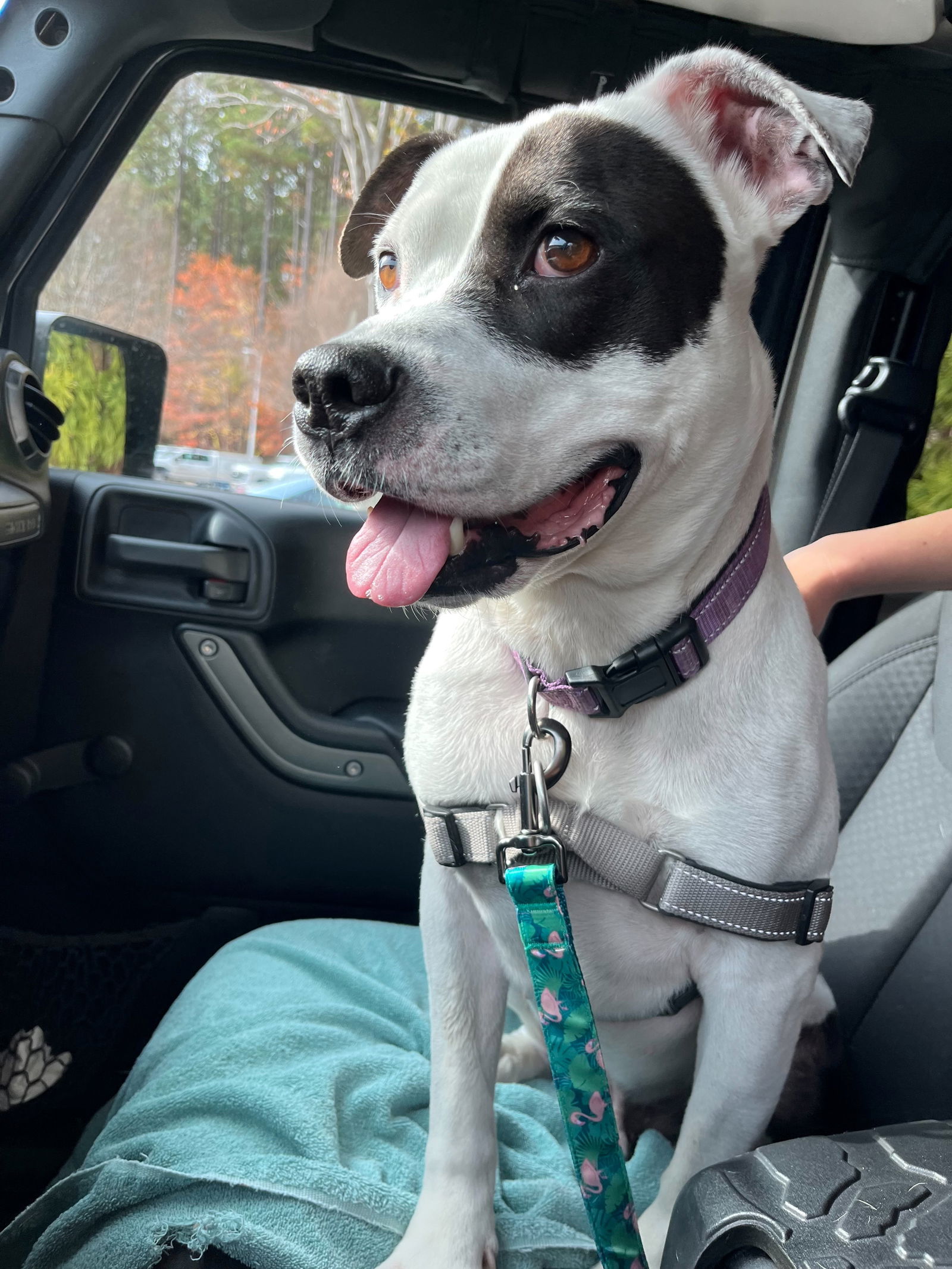 Meet Zucchini: The Belly-Rub-Loving, Wiggly Boy Ready to Steal Your ...