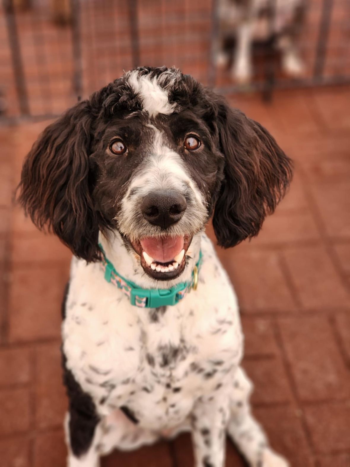🐾 Meet Jazzlynn – The Sweet Sproodle Ready for Her Forever Home! 🐾 ...