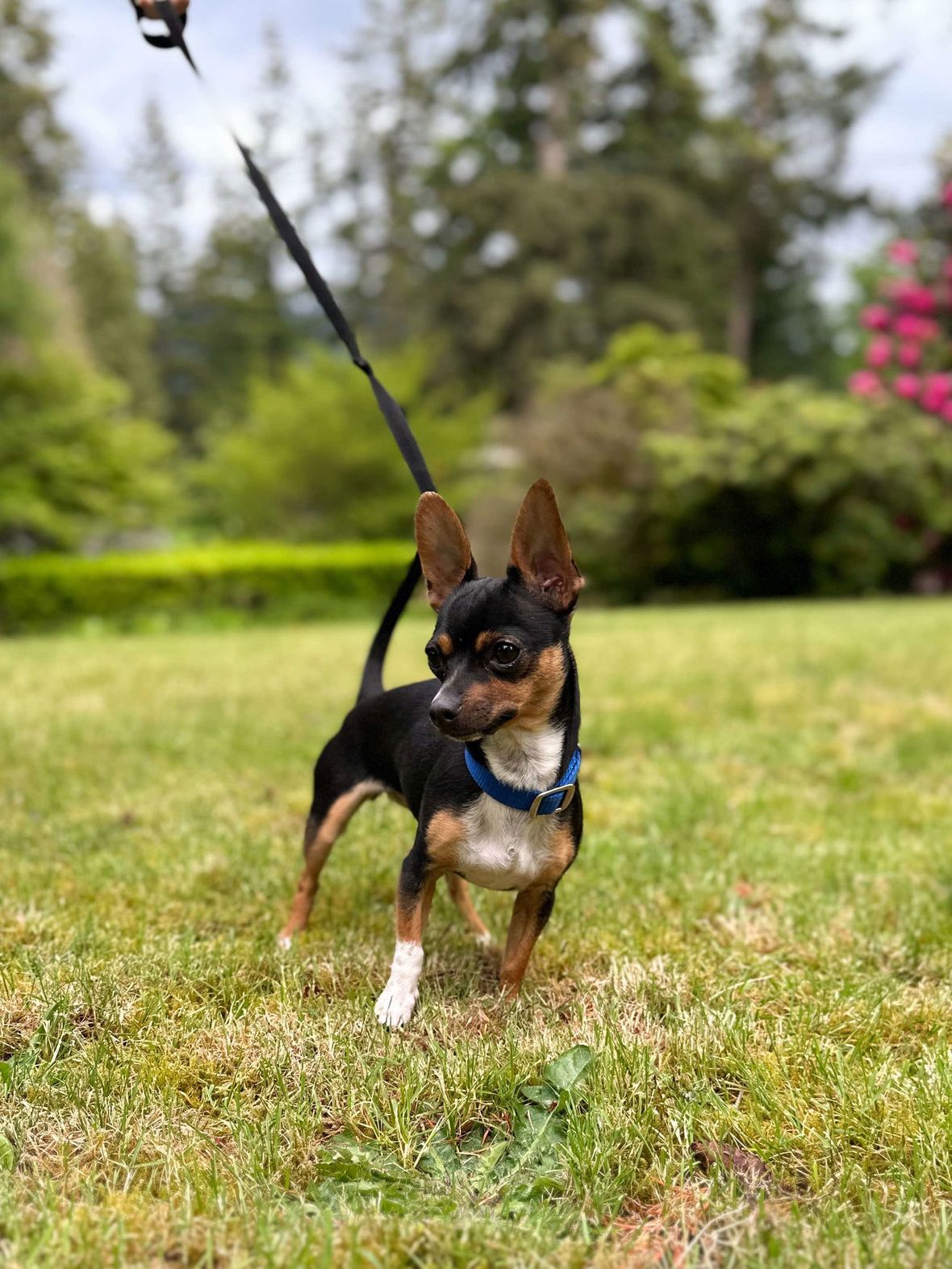 Tiny Trixie: From Stray to Loyal Shadow—All She Needs is One Safe Place ...