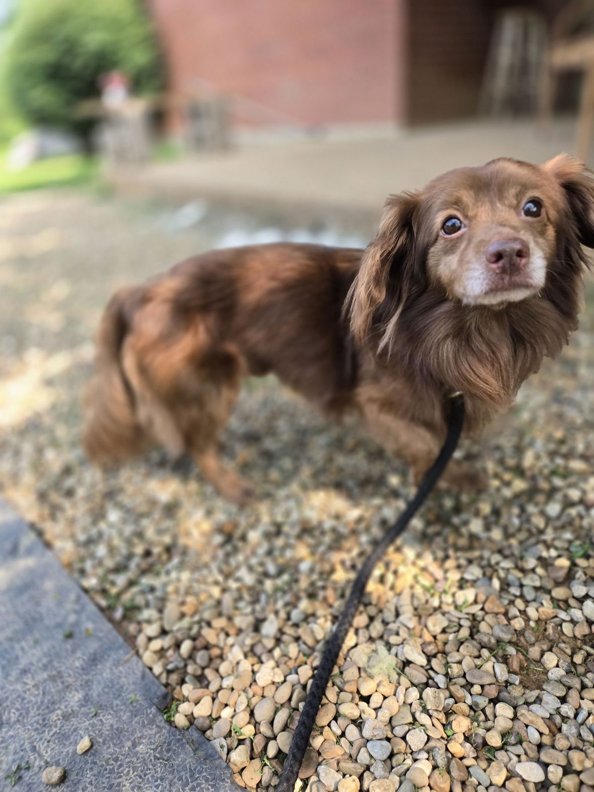Let Love Grow with Prince Harry, the Gentle Dachshund with a Royal Heart - Rocky Kanaka
