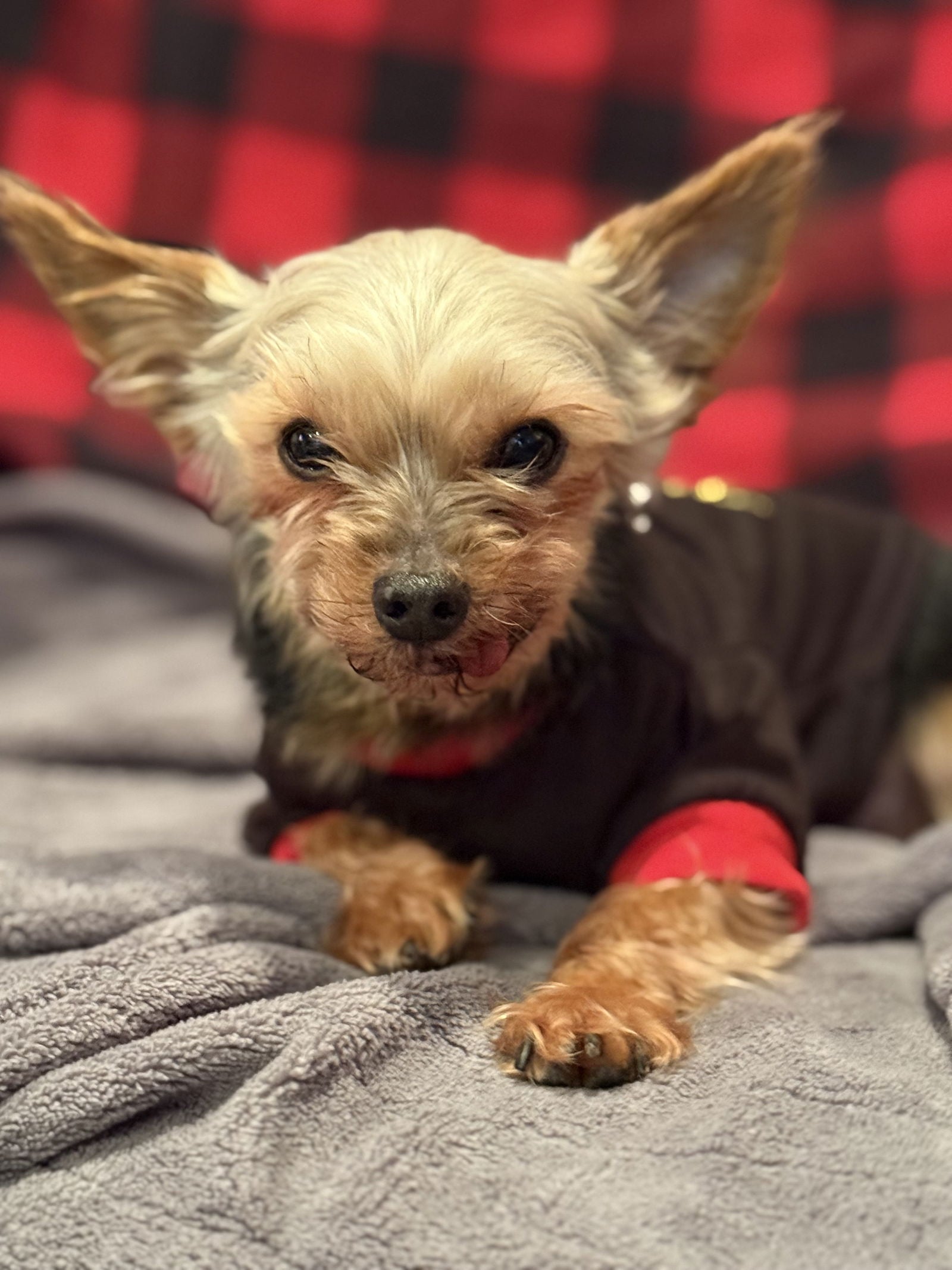 Special Needs, Extra Love—Josh the 6-Year-Old Yorkie Just Wants to ...