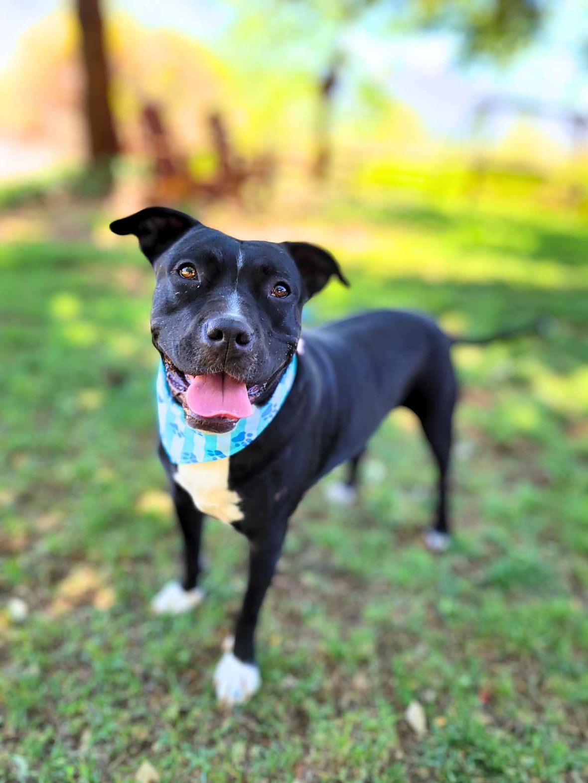 Big Goofball, Bigger Heart—Meet Duke, Your Ultimate Adventure Buddy ...