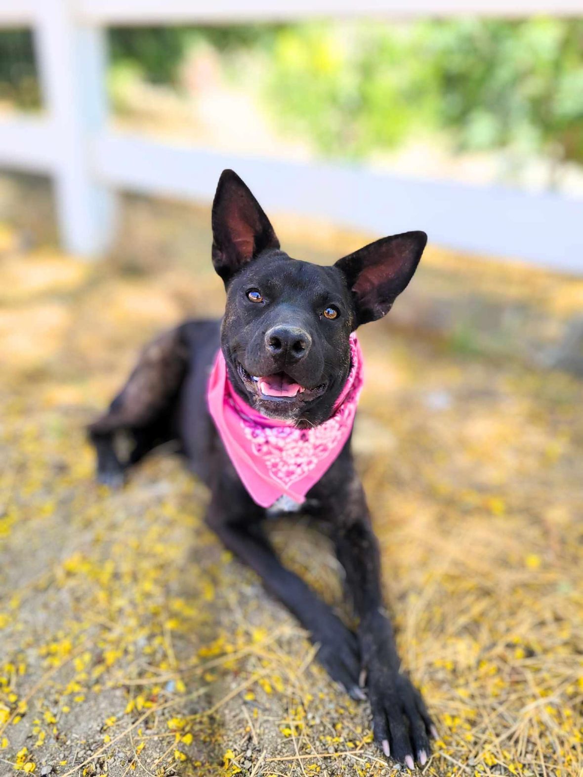 Meet Calista – The Goldilocks of Dogs: Just the Right Mix of Playful ...