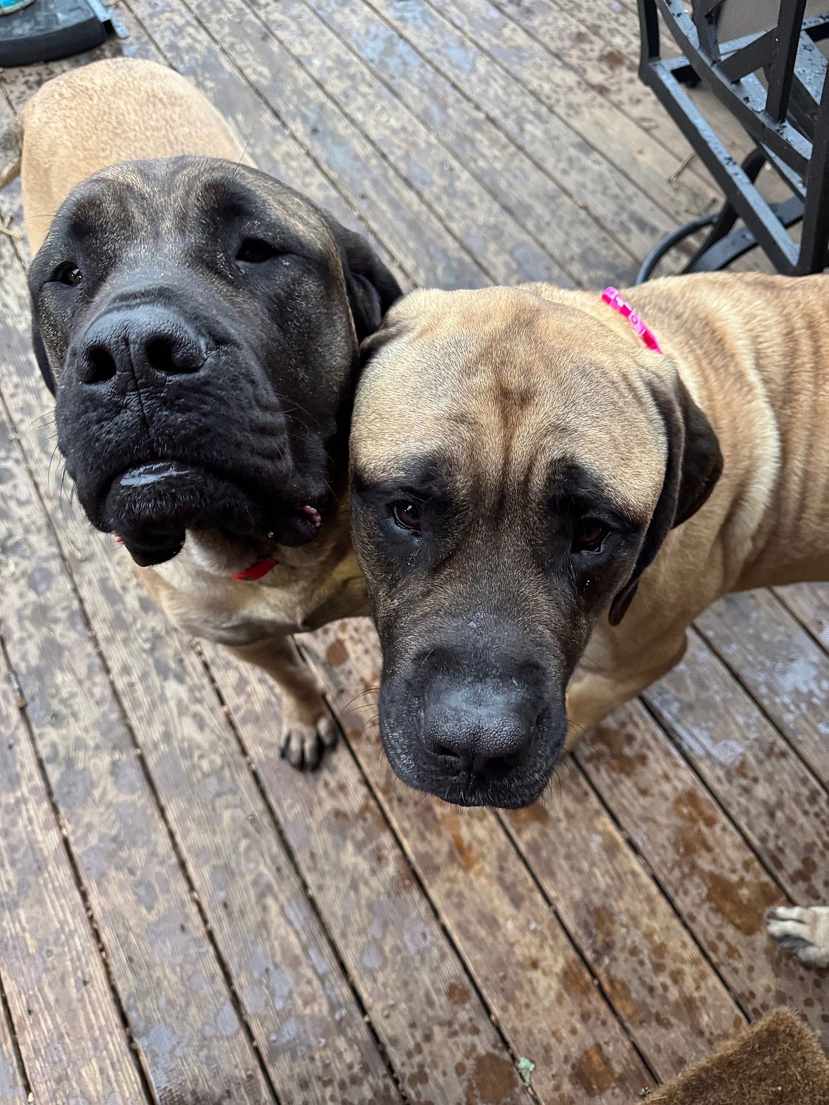 Molly & Mike – A Bonded Pair Searching for a Forever Home! - Rocky Kanaka