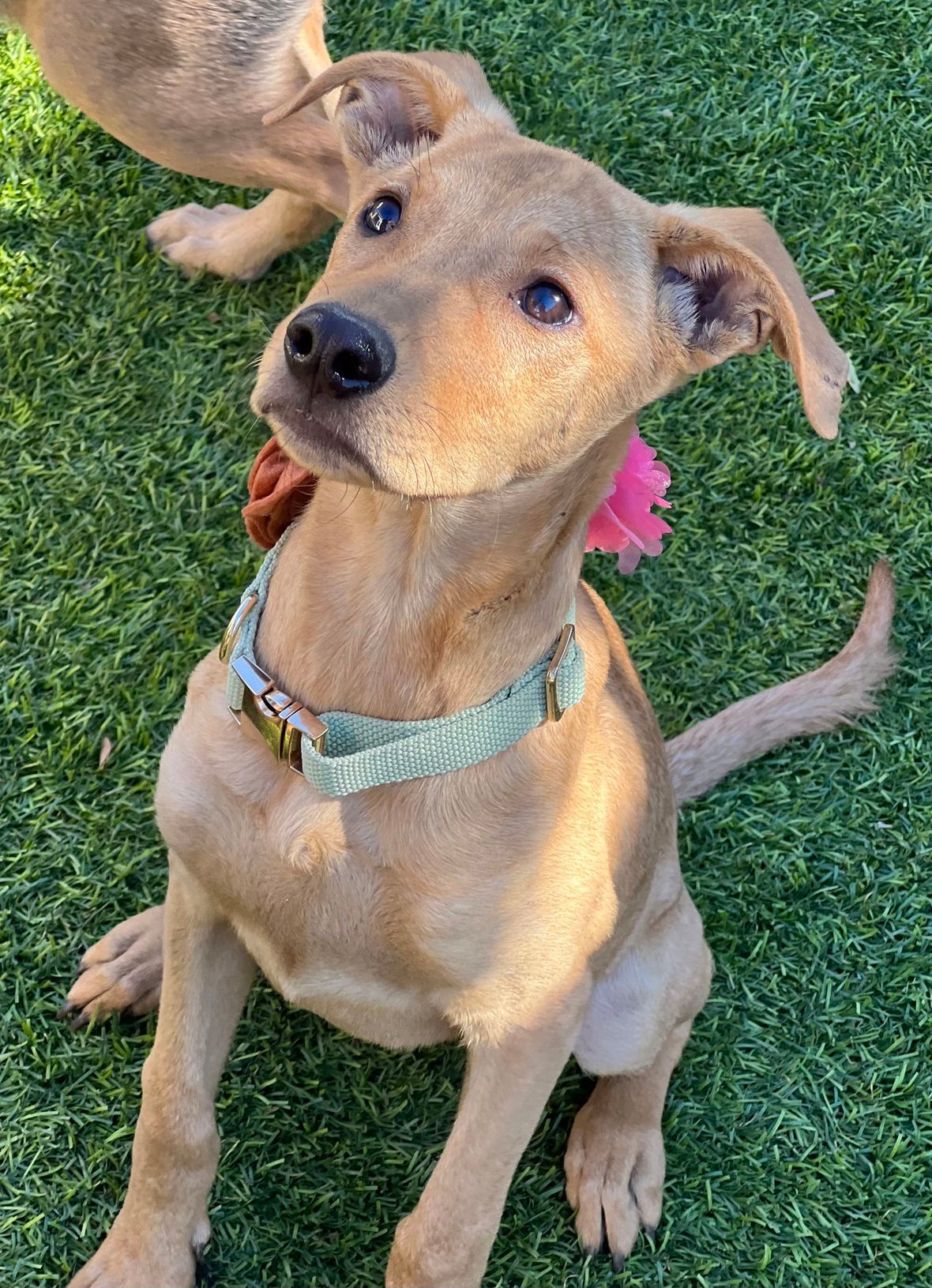 Ginger, a beautiful a ridgeback/catahoula mix puppy, is up for Adoption ...
