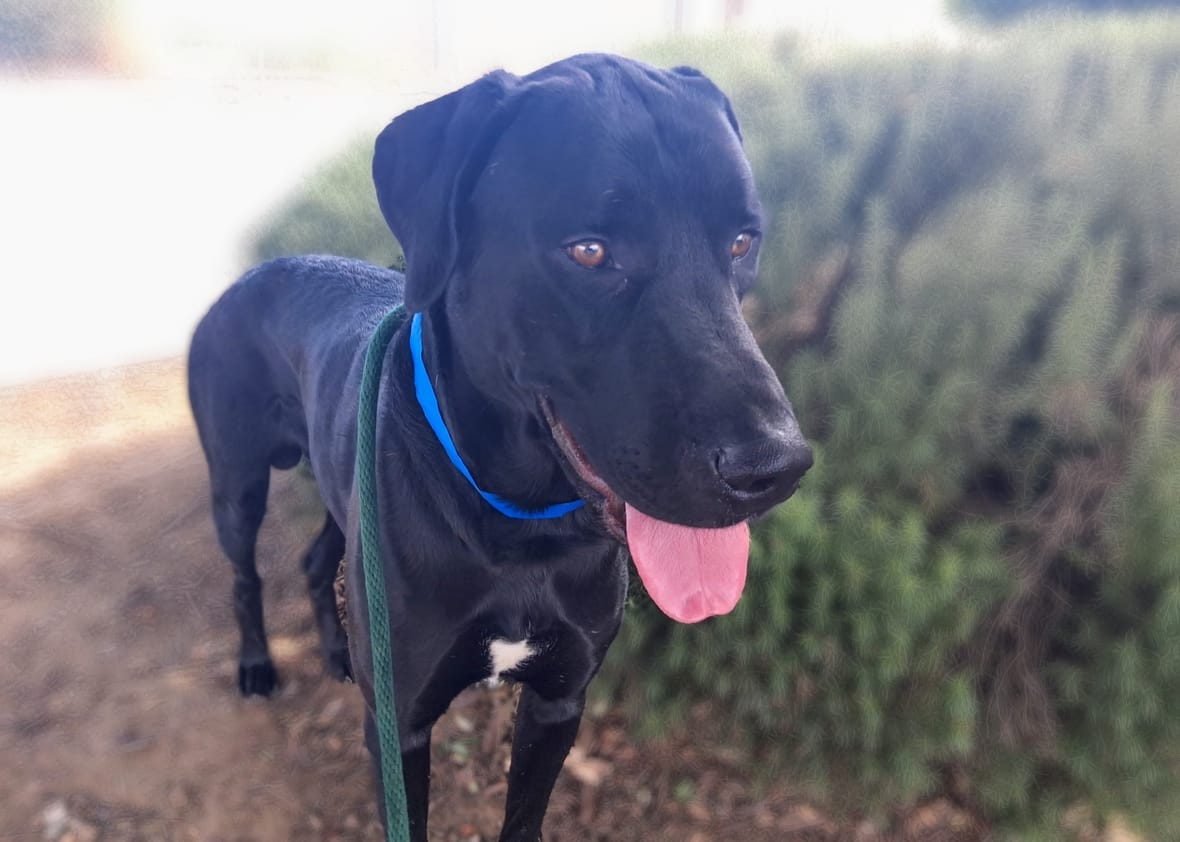 Meet Ozzie the Gentle Giant—This 100+ lb Labrador Retriever Mix Just Wants a Soft Sofa and a ...