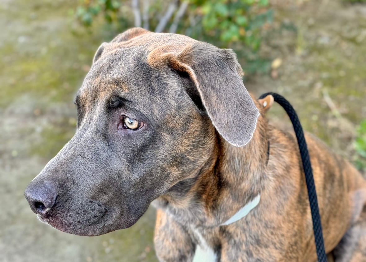 Wallen, Lab Mix with Striking Amber Eyes is up for Adoption - Rocky Kanaka