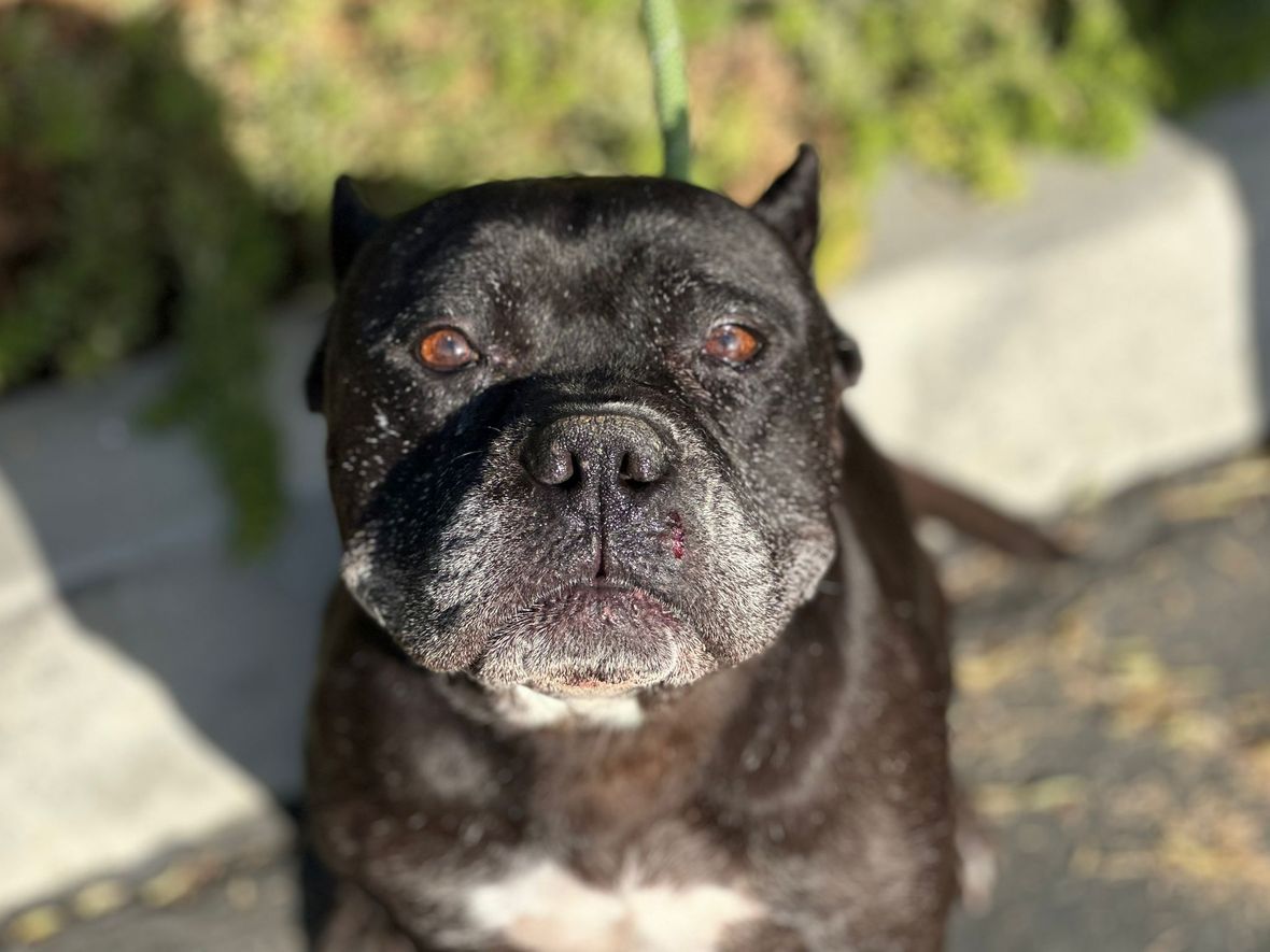 Fiona, a beautiful pocket pitty, is up for Adoption - Rocky Kanaka