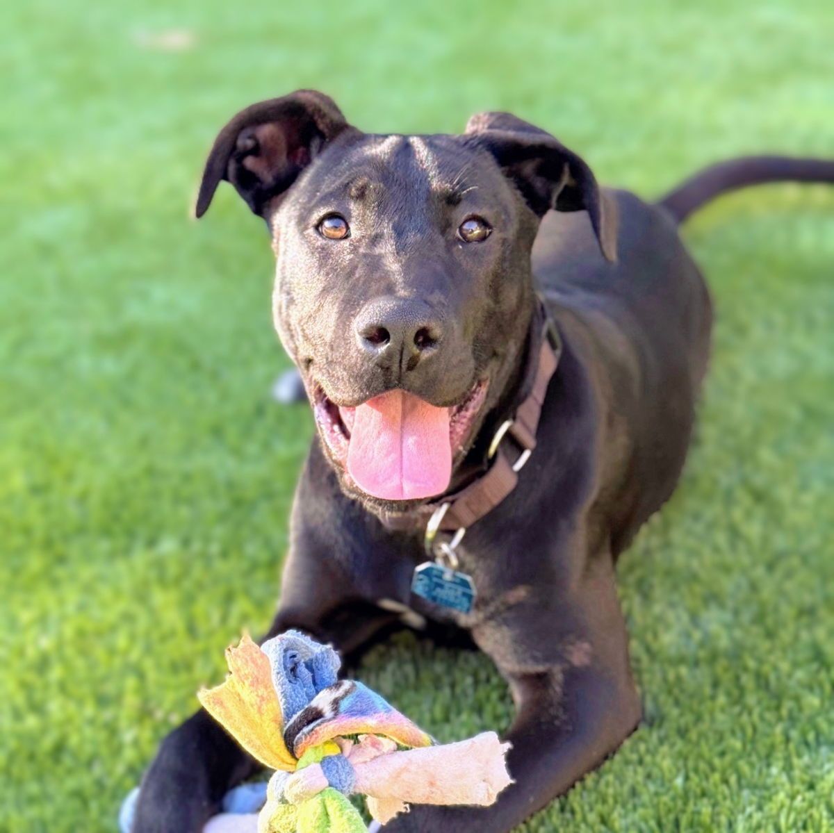 Meet Cocoa Bean – The Snuggly, Sweet Lab Mix with Ears Full of ...