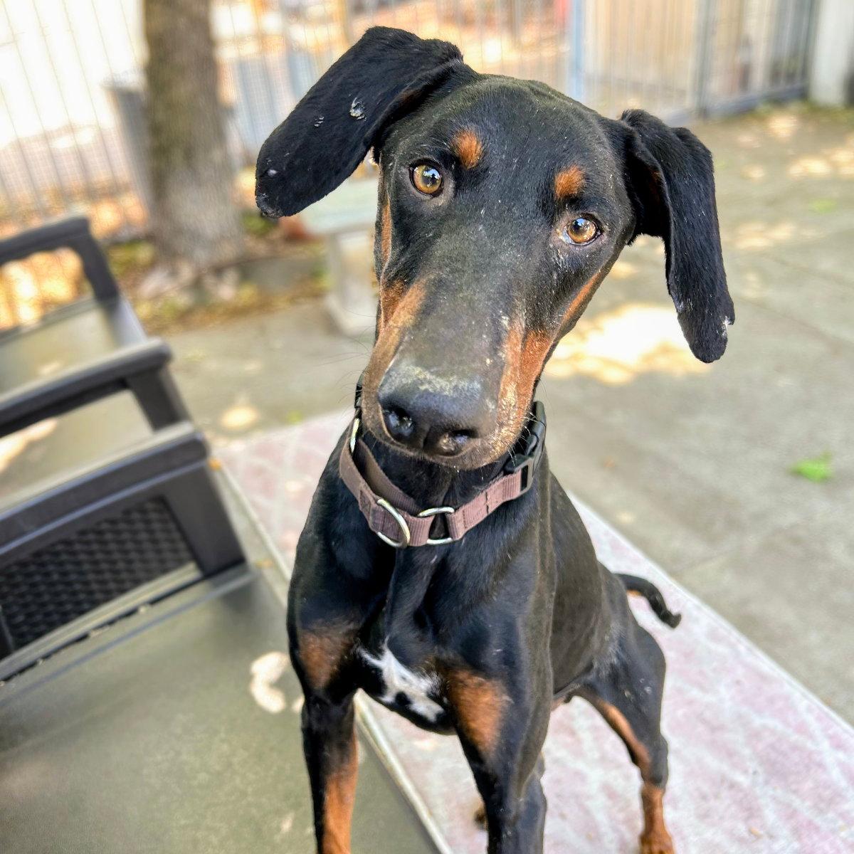 Lennox, Doberman Mix, Shy at First to Sweet Forever. He's Ready to ...