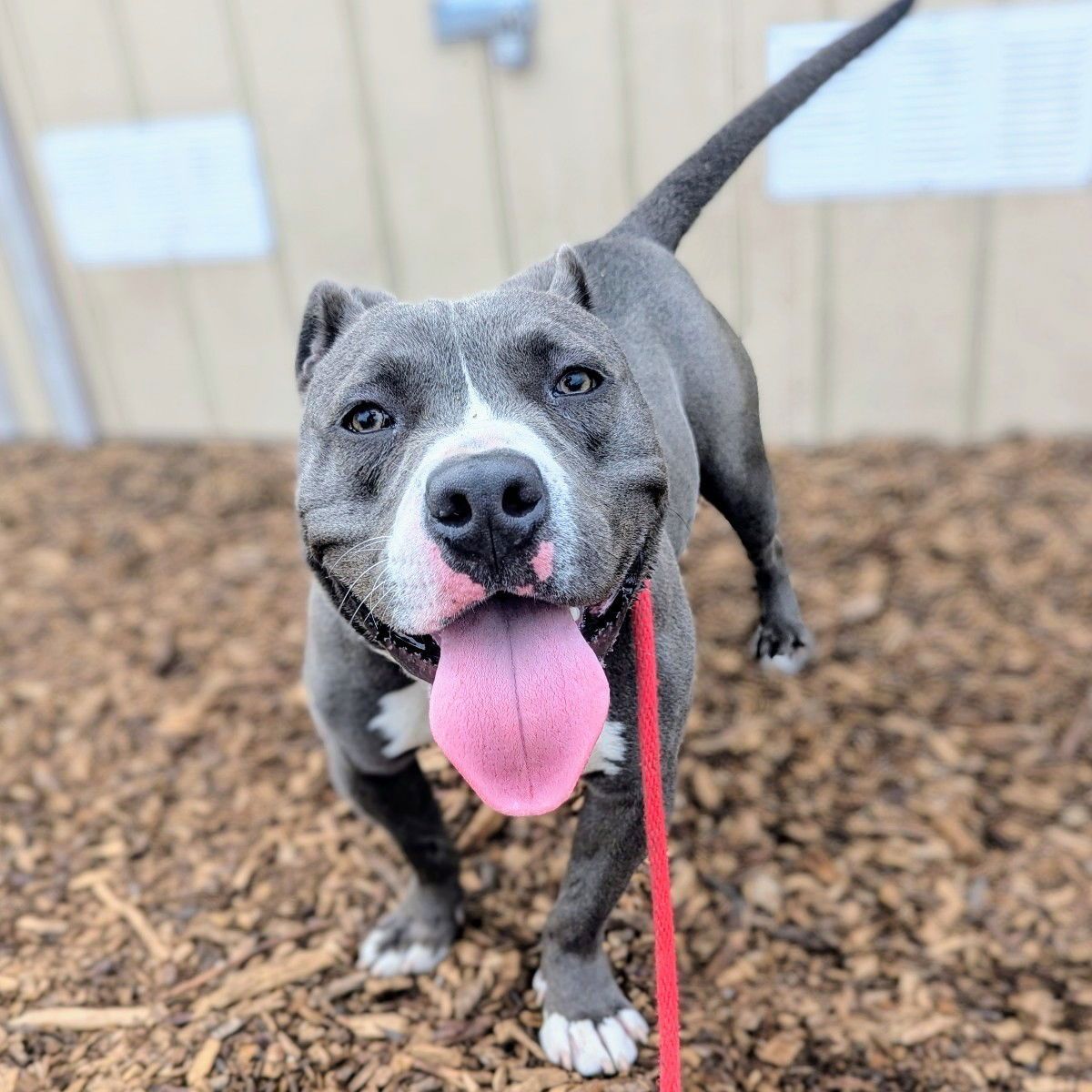 Boaty, the happy bouncy pibble, is ready to bring tons of energy and ...