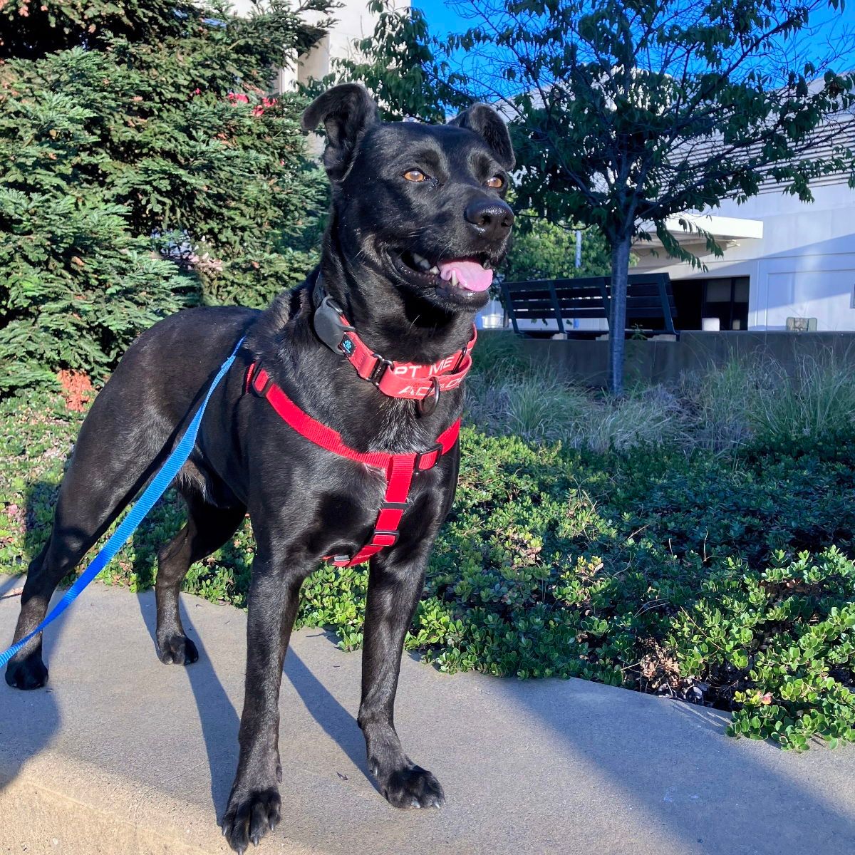 Looking for a Loyal Sidekick? Baloo Is the Total Package—Adventure ...