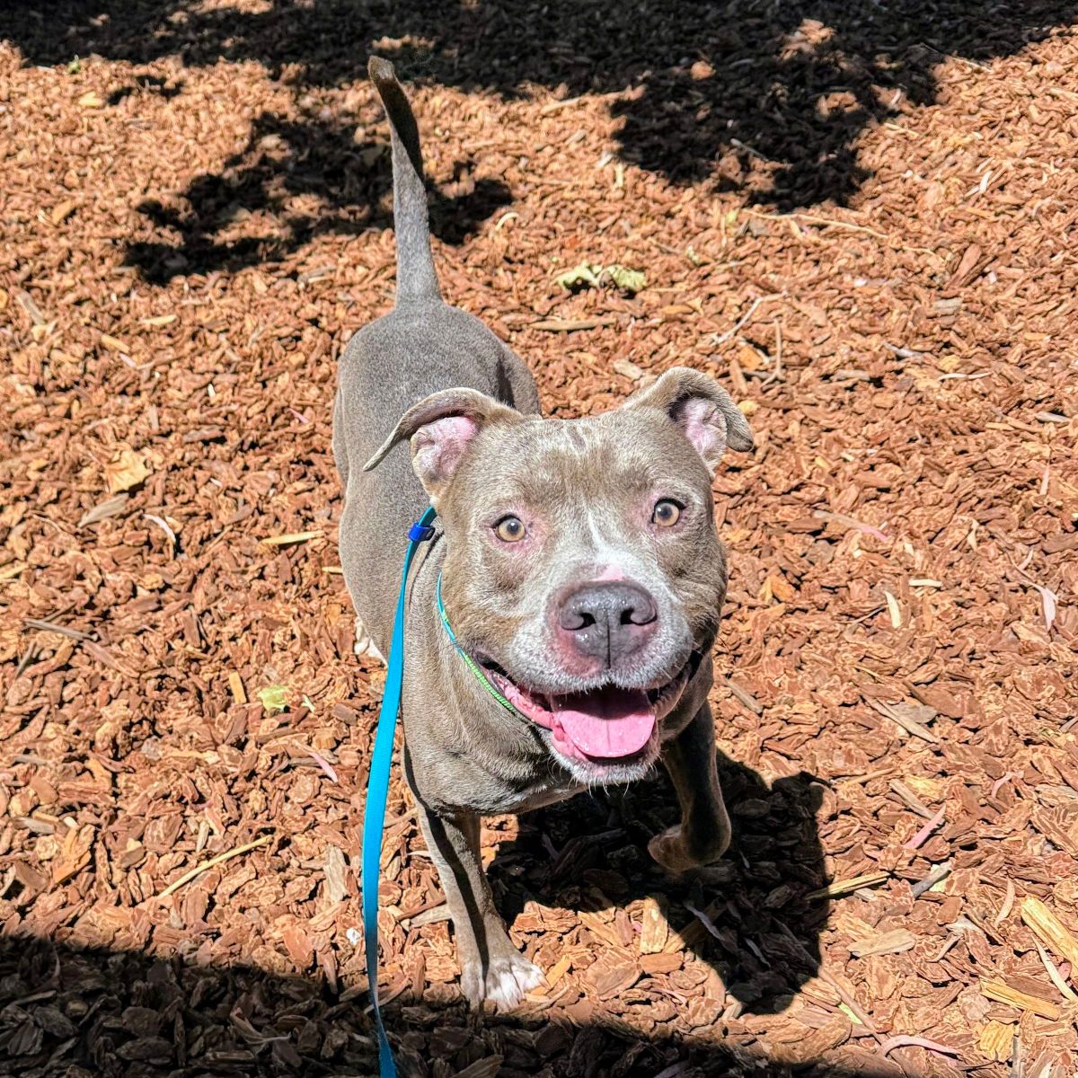 Meet Alfalfa – The Gentle Pit Bull with a Heart Full of Quiet Love ...