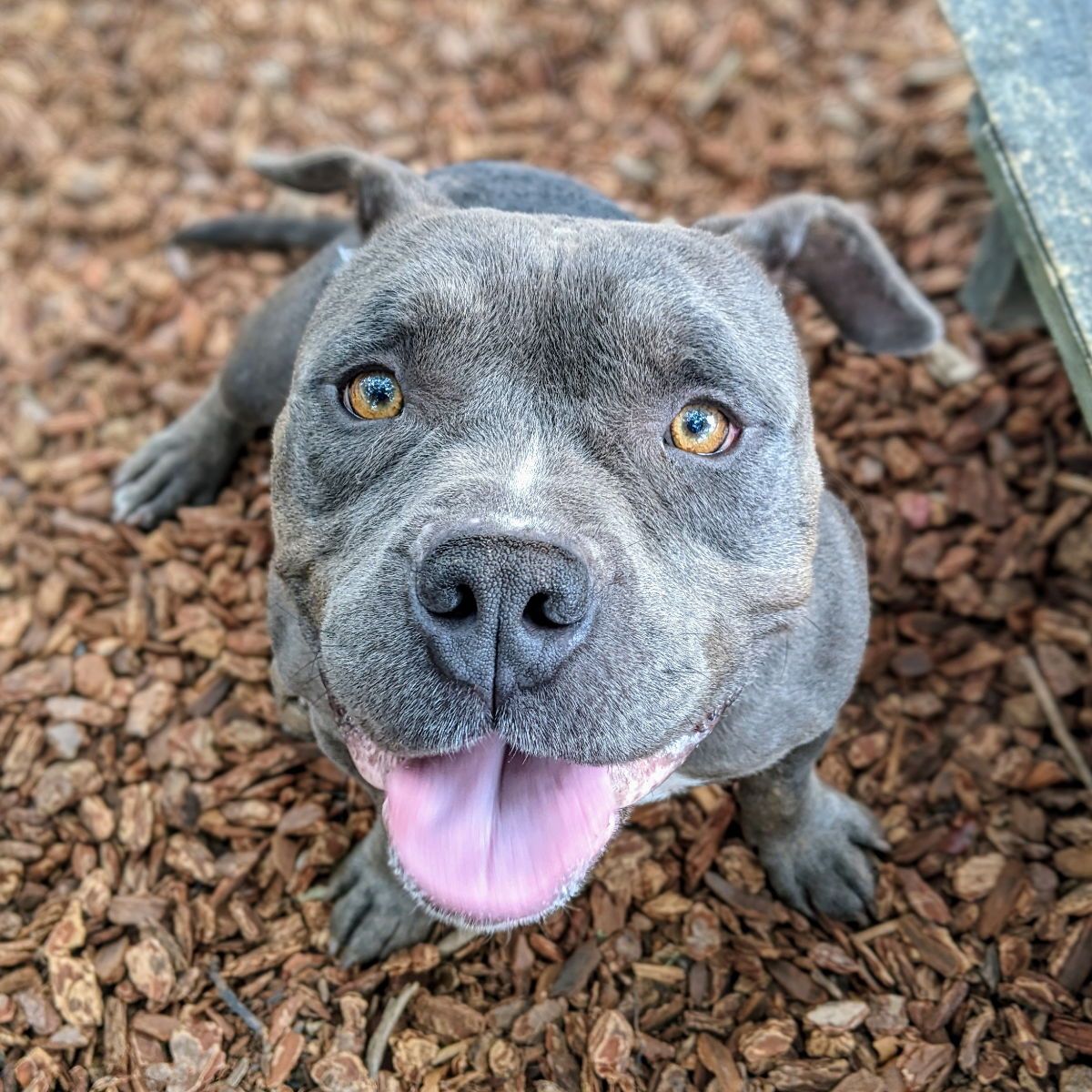 Chunky Has the Big Heart, Belly Rubs, and Bulldog Charm You’ve Been ...