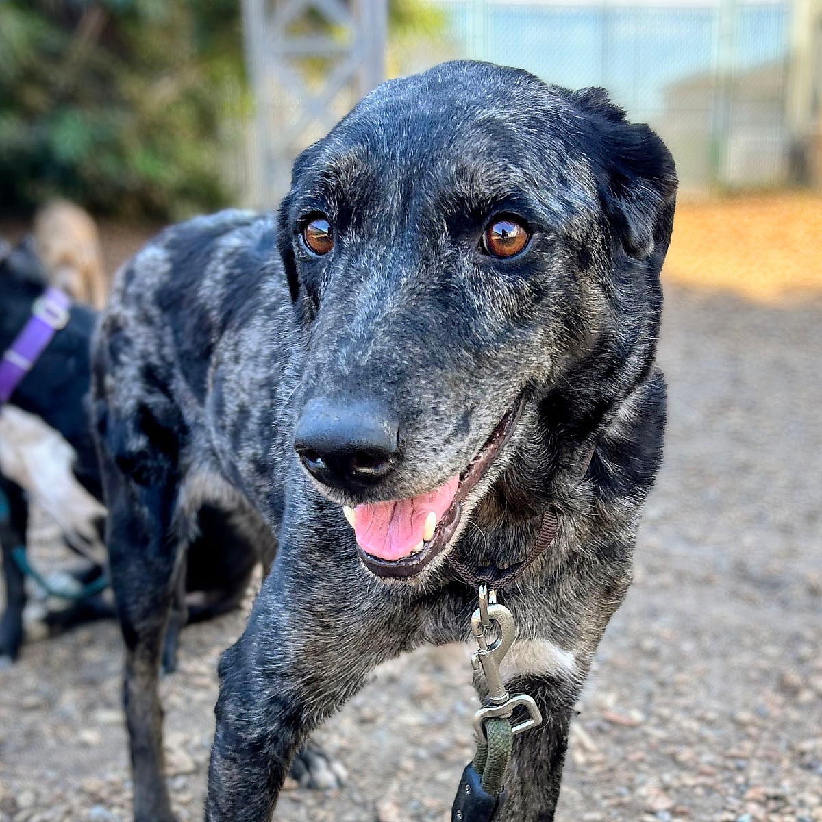 catahoula mix leopard dog