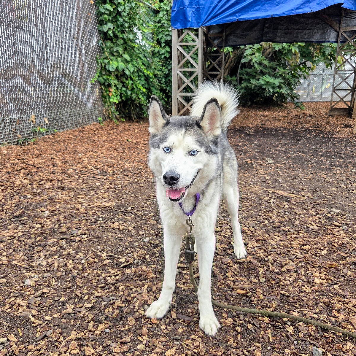 Oskie the Husky — The Quiet Soul Searching for Stability and Kindness ...