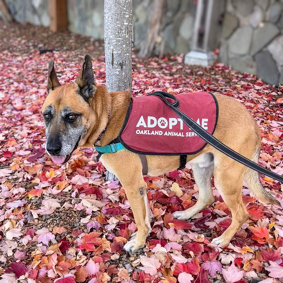 Garrison, the Thoughtful Senior Shepherd Mix Ready to Watch Over His ...