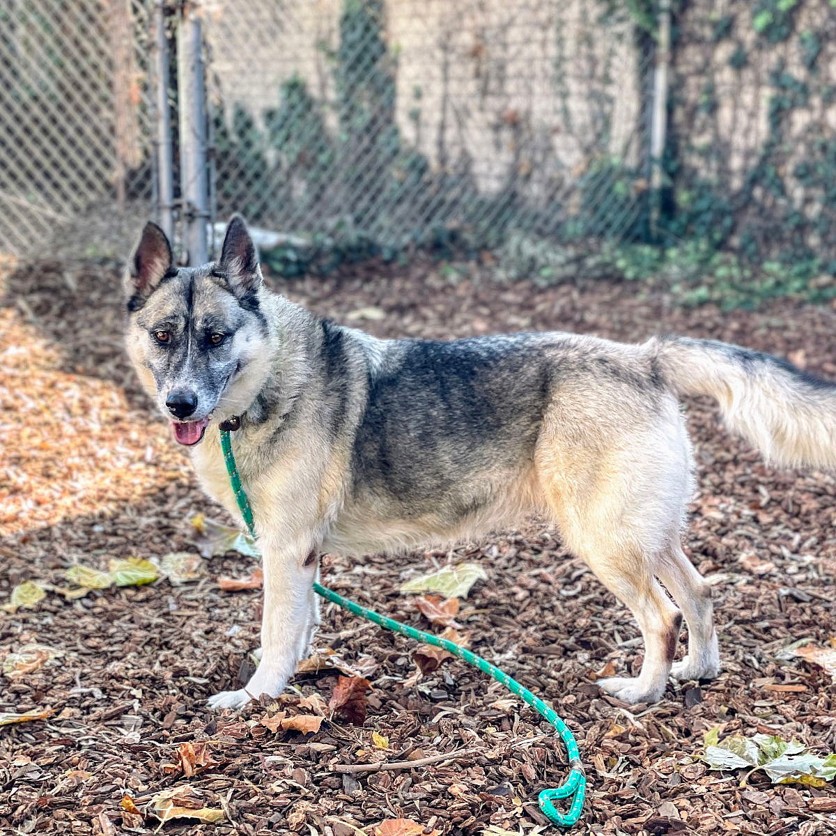 Anise, Senior Shepherd/Husky Mix with a Wise Soul – Ready for a Calm ...