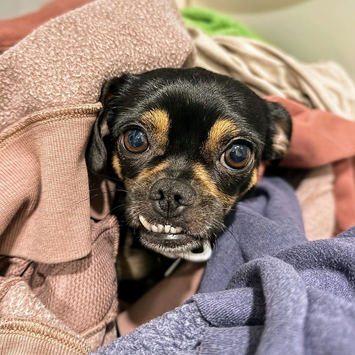 Pikachu, A Pug Mix is a Smile Charmer Ready to Fill Your Home with ...
