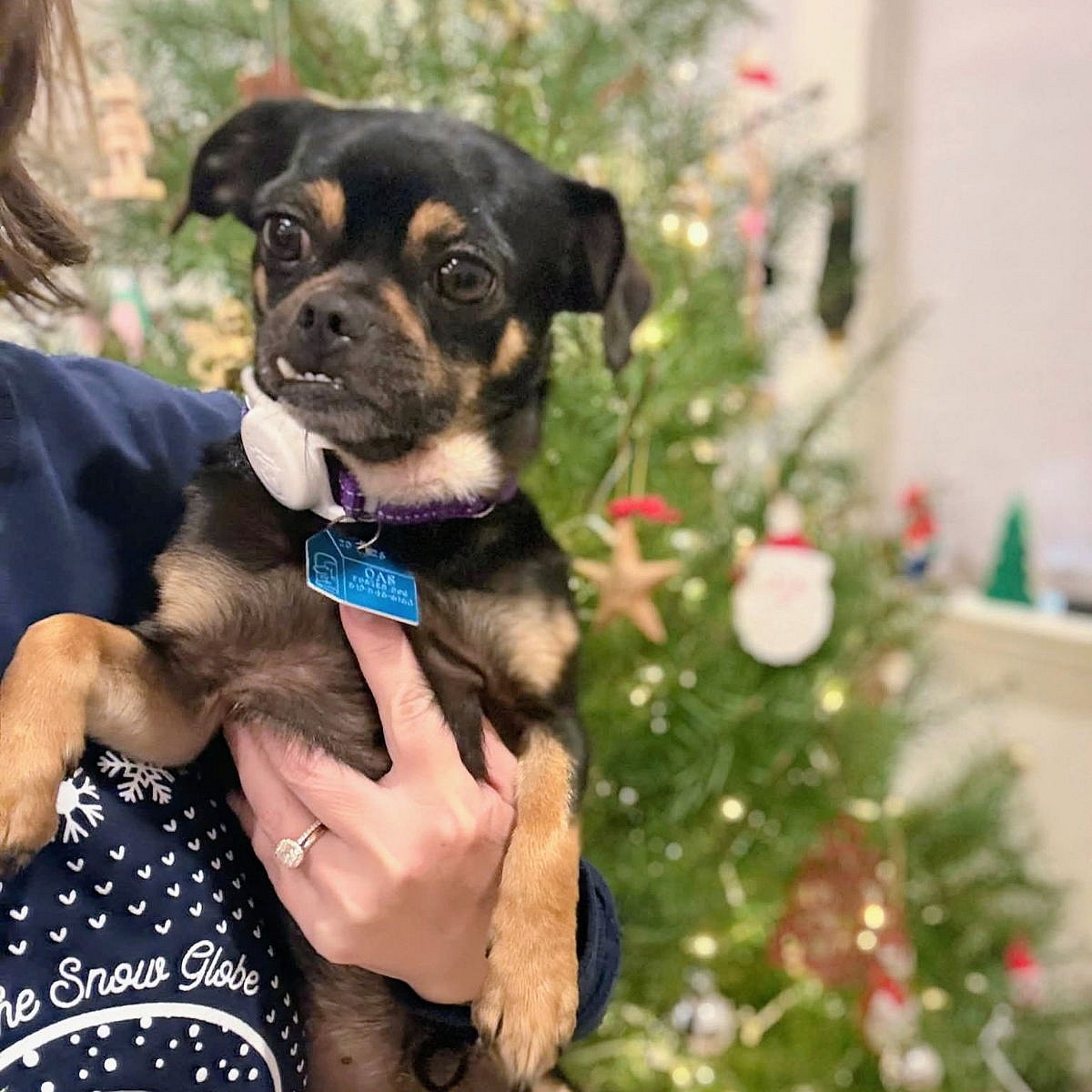 Pikachu, A Pug Mix is a Smile Charmer Ready to Fill Your Home with ...