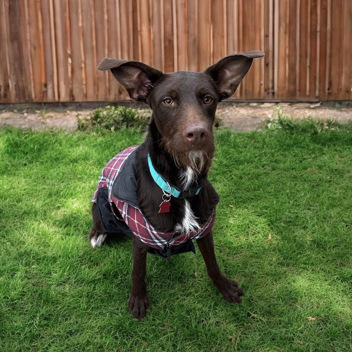 Kern, An Energetic Young German Shorthaired Pointer Mix Pup Searching ...
