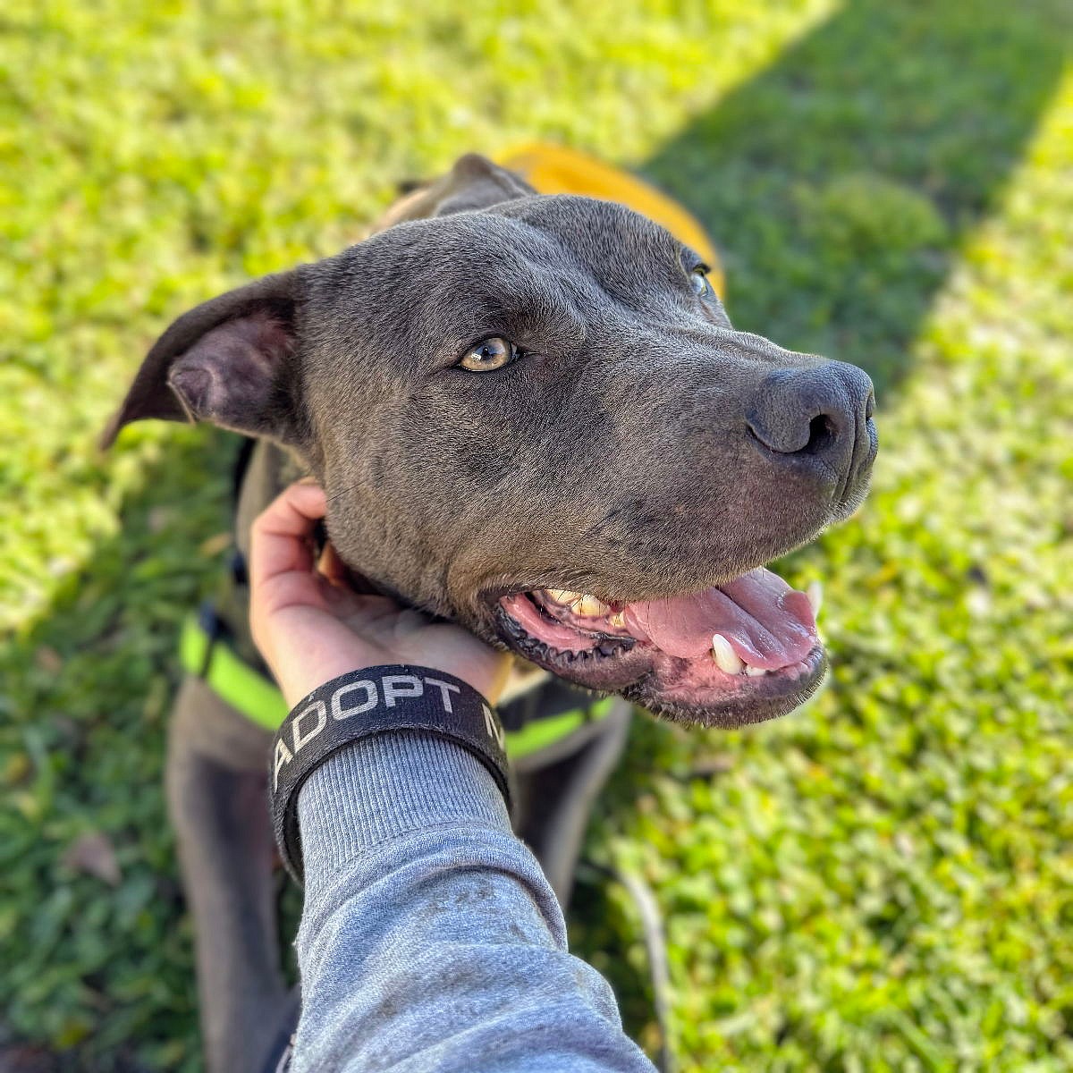 Champion, A Pittie Mix is a Shy but Curious Pup Ready to Meet You Today ...