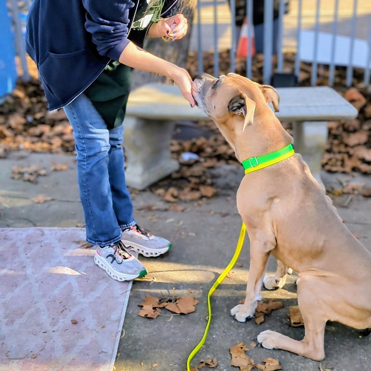 Molly – Sweet Senior and Gentle Boxer/Pittie Mix Looking for a Calm ...