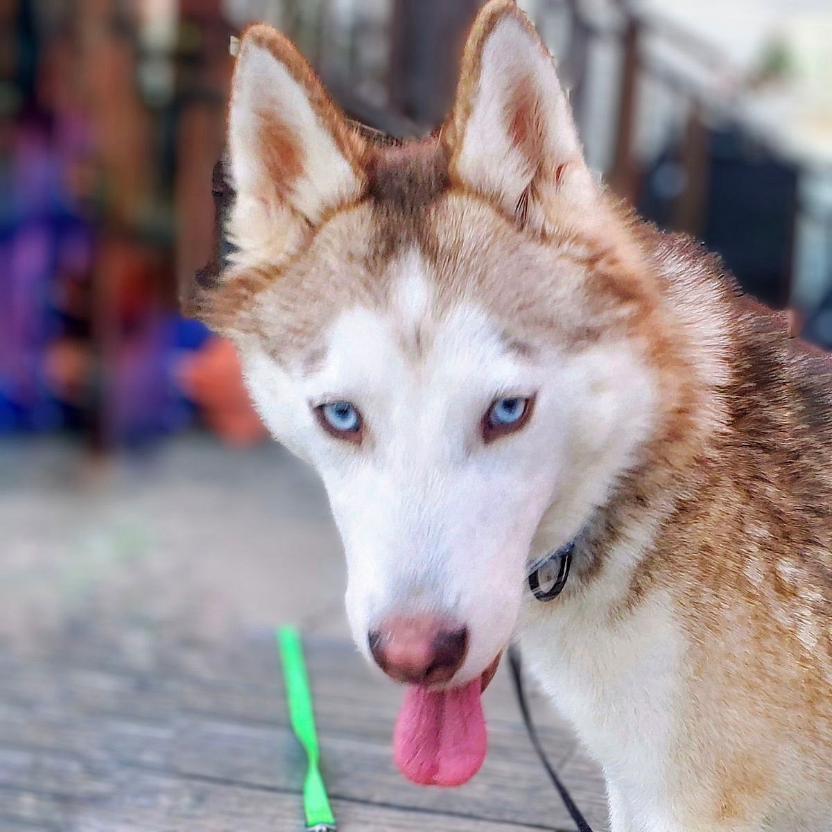 Popper the Husky Mix Puppy Is Full of Energy and Ready to Steal Your ...