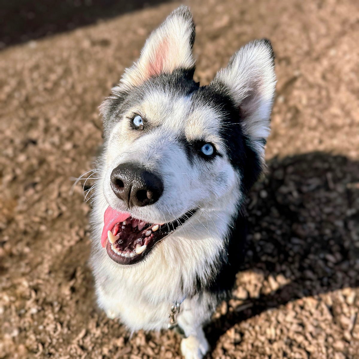Lumberjack, a Husky Mix, Confident, Playful, and People-Loving—Could He ...