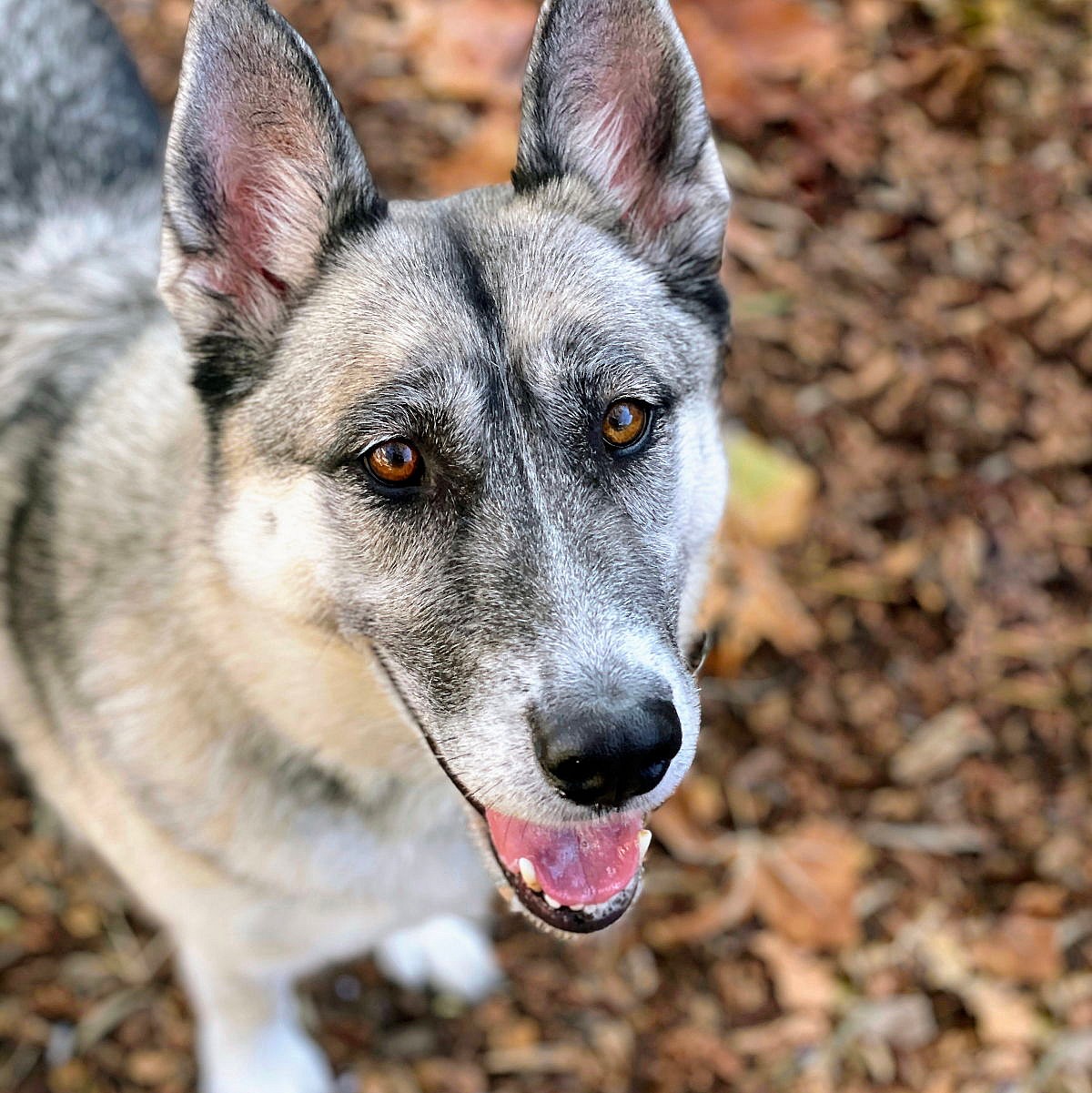 Anise, Senior Shepherd/Husky Mix with a Wise Soul – Ready for a Calm ...