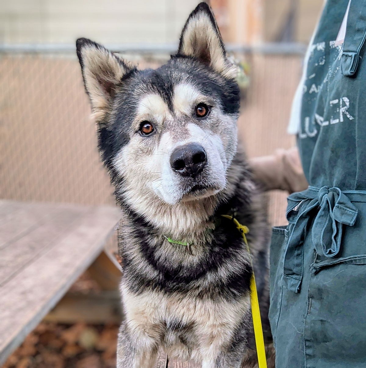 Flintstone — Husky Mix with a Teddy-Bear Face, Waiting for His Forever ...
