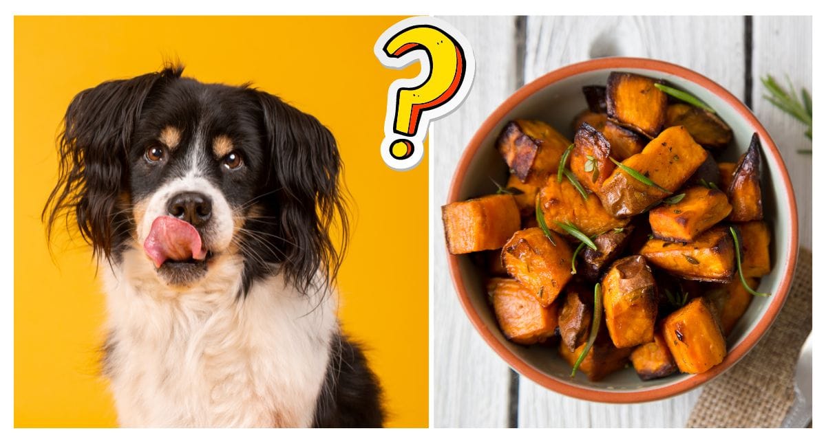 Can Dogs Eat Sweet Potatoes? Expert Details Nutrition Facts & Exactly How To Prepare Them ...